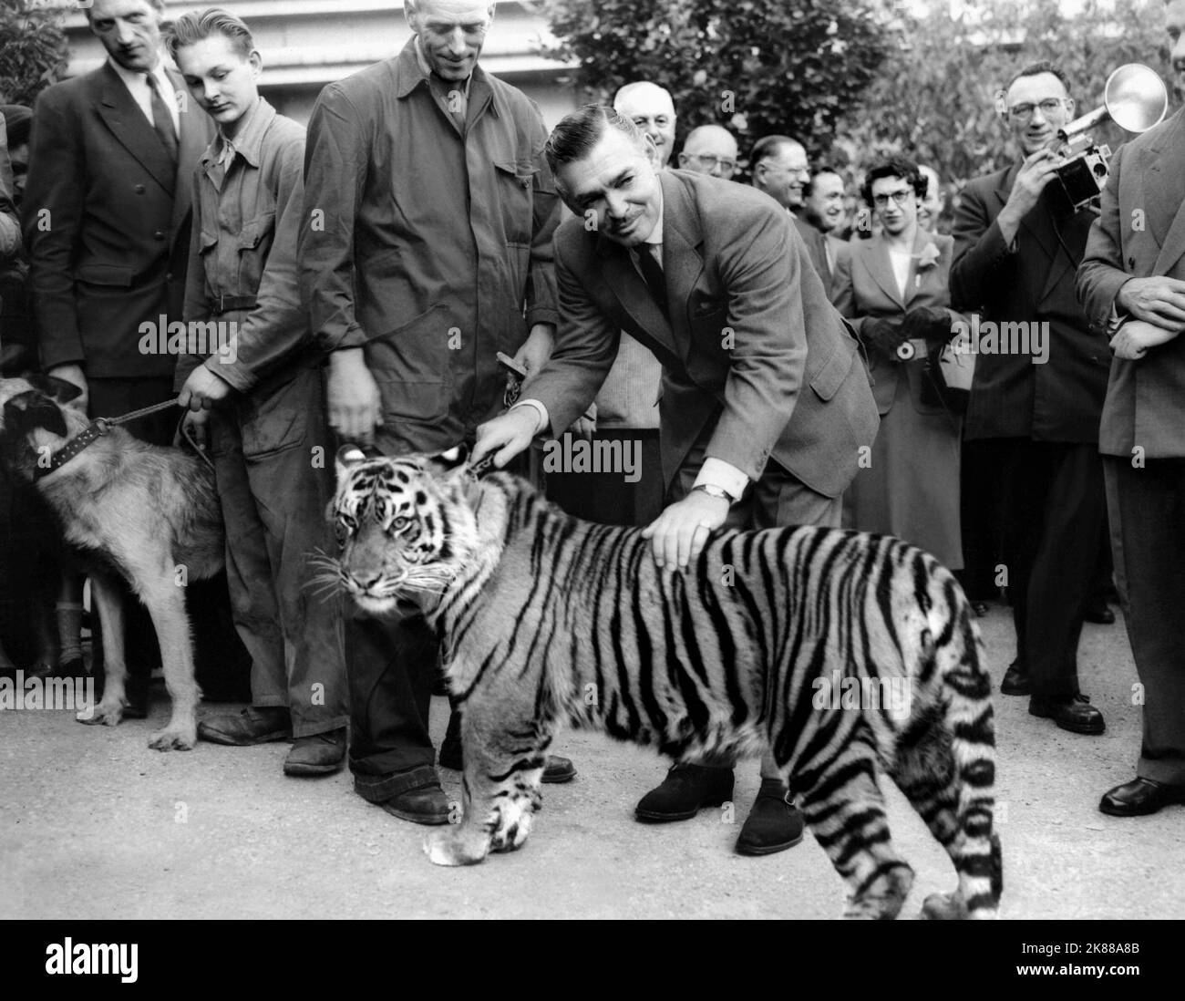 Clark Gable & Tiger Actor 01 May 1954 **WARNING** This Photograph is ...