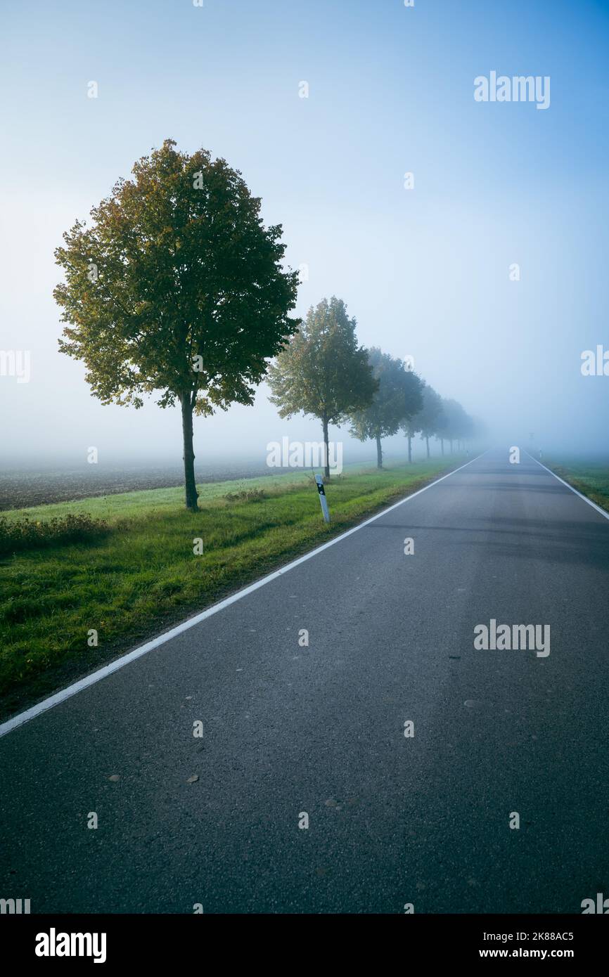 A country road between green fields runs clear view in opaque cold ...