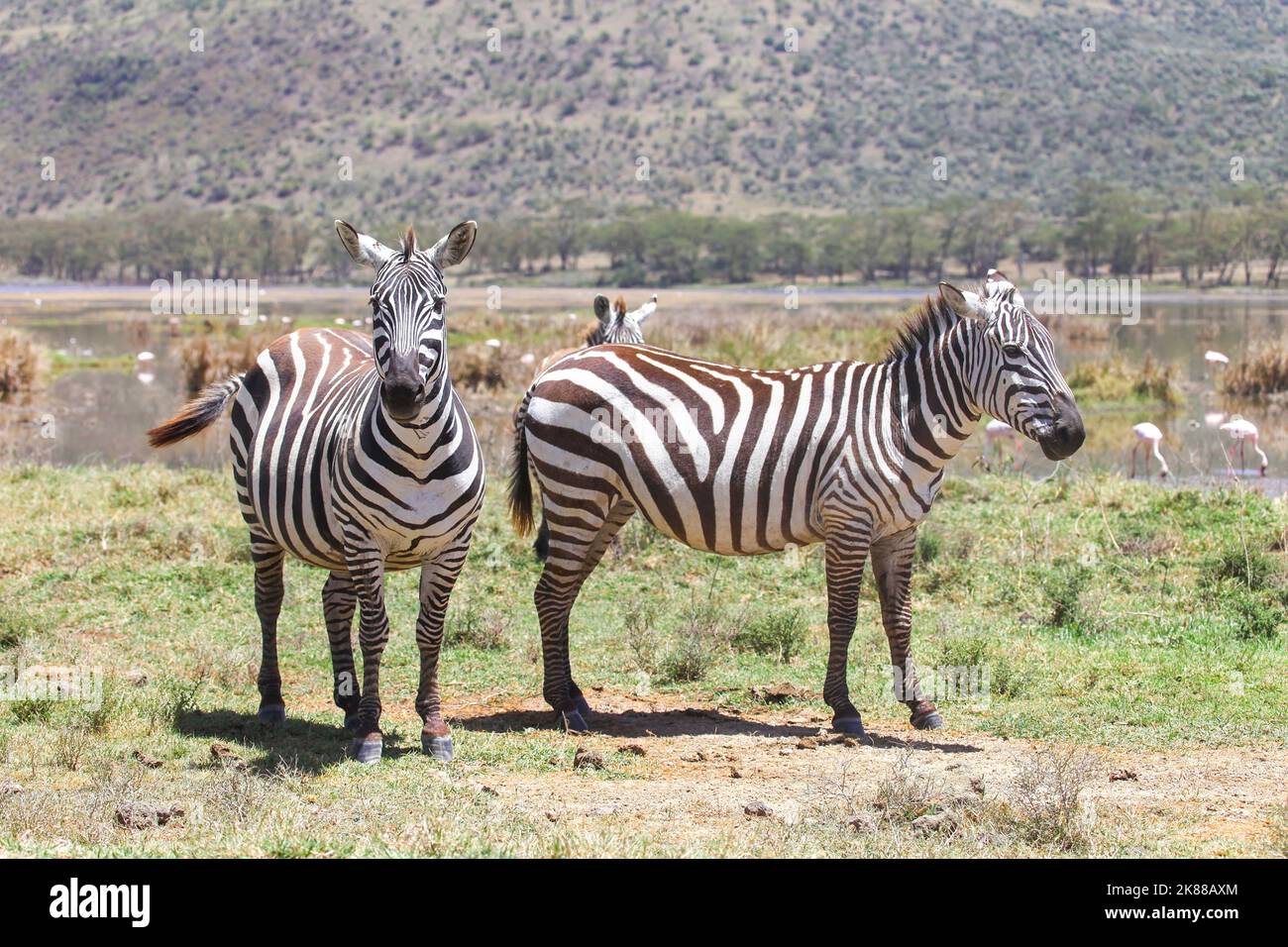 Plains zebras (Equus quagga) in the Lake Nakuru National Park, Kenya ...