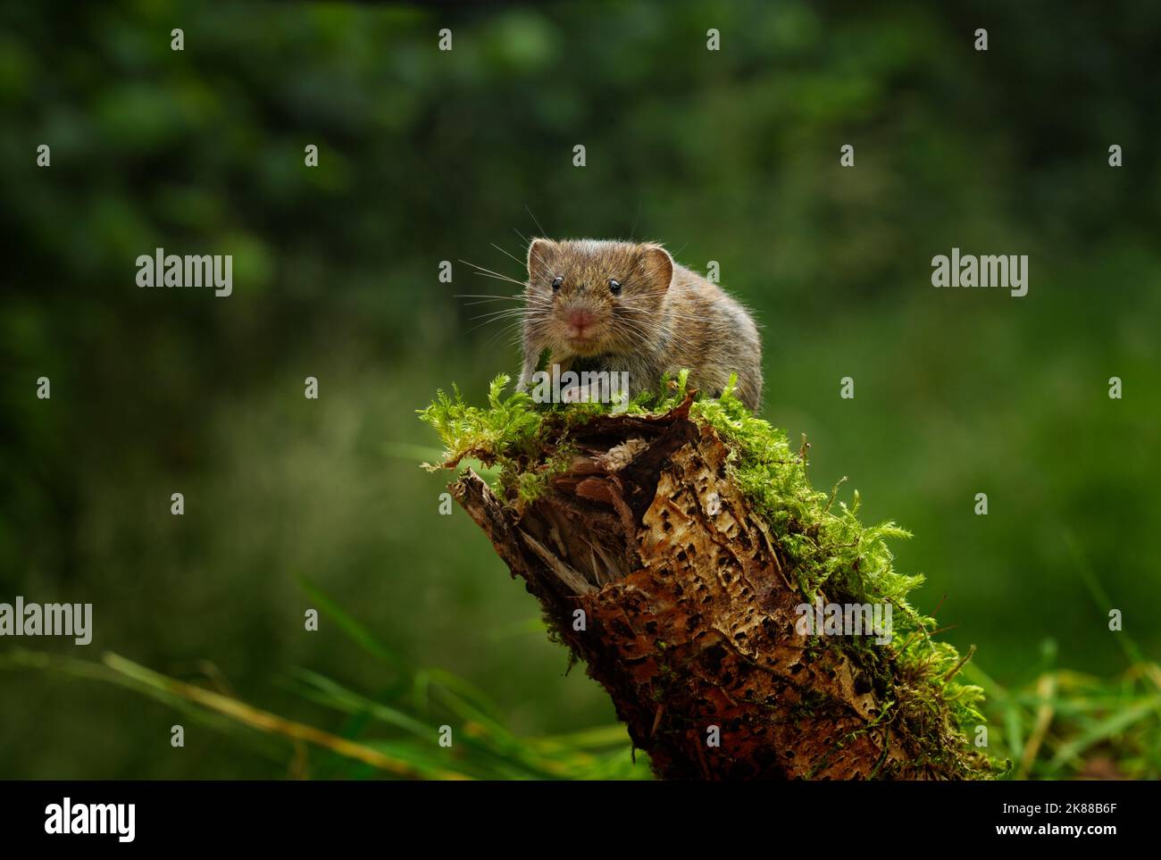 Bank vole Myodes glareolus UK Stock Photo - Alamy