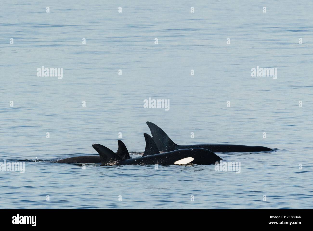 Mother killer whale hi-res stock photography and images - Alamy