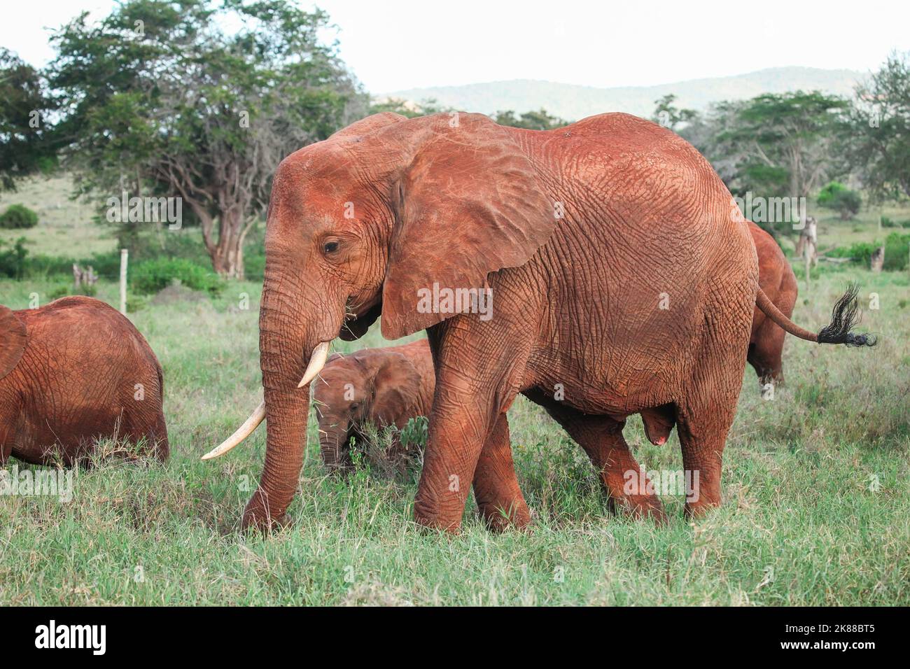 Old male african savannah elephants hi-res stock photography and images ...