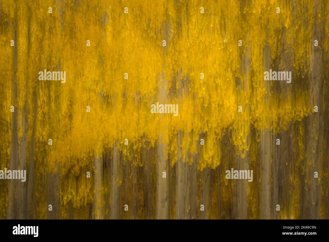 Fall Colors - Aspen Trees Abstract Photography Stock Photo - Alamy
