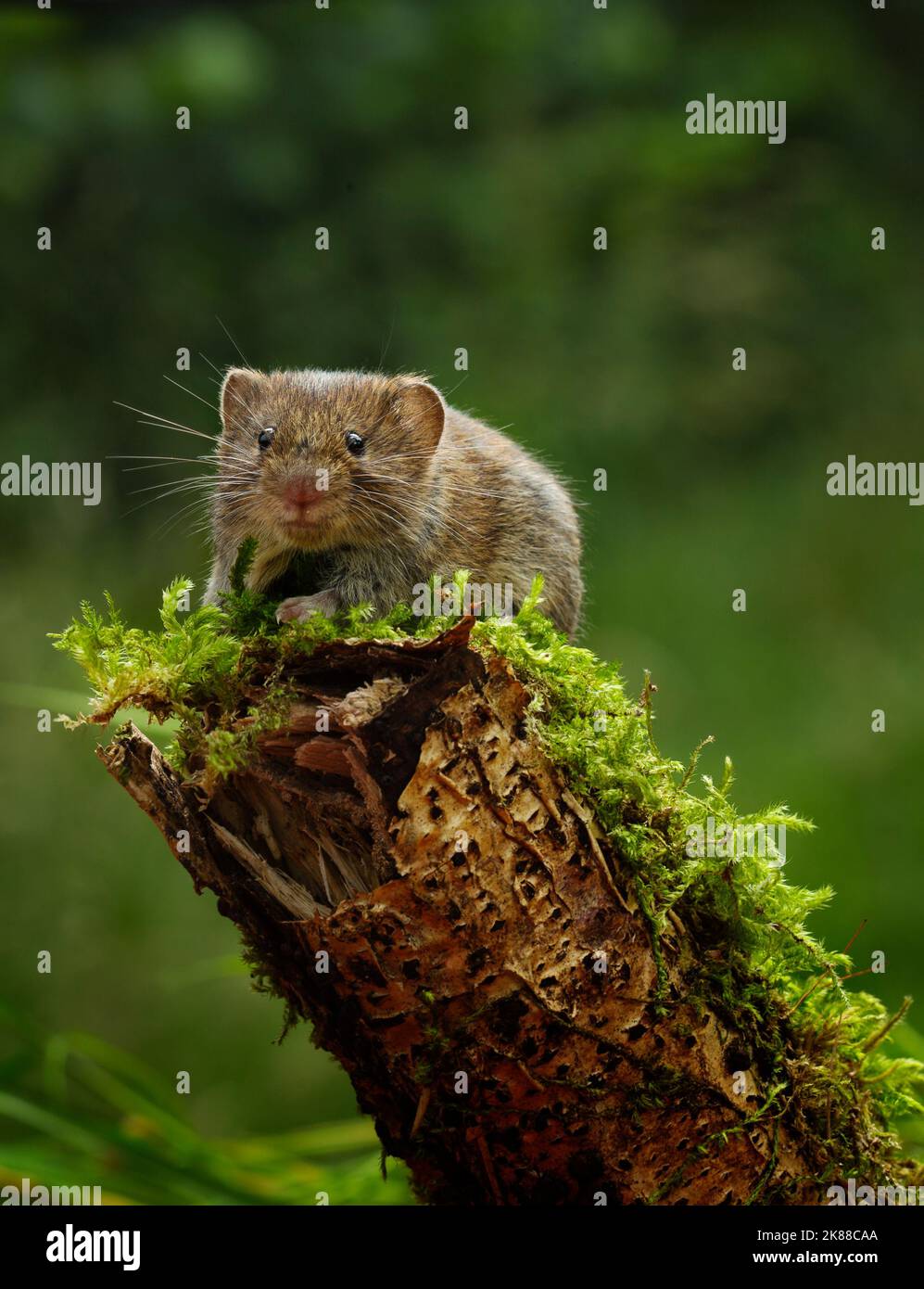 Bank vole Myodes glareolus UK Stock Photo - Alamy