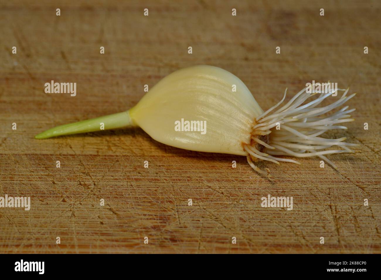 garlic with roots and shoot, ready for planting Stock Photo - Alamy