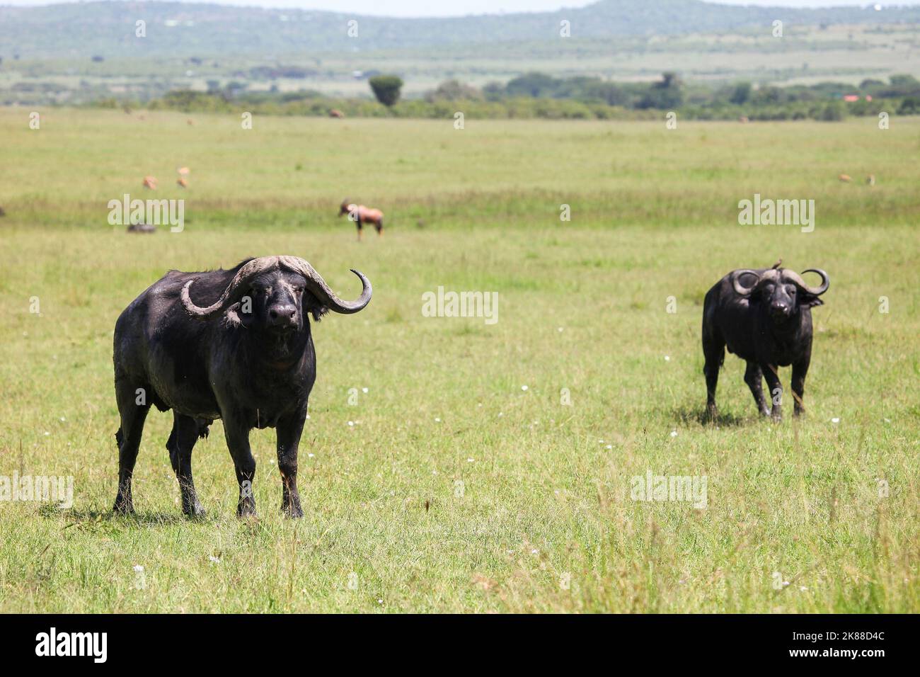 African buffaloes of Cape buffaloes (Syncerus caffer) in the Masai Mara ...