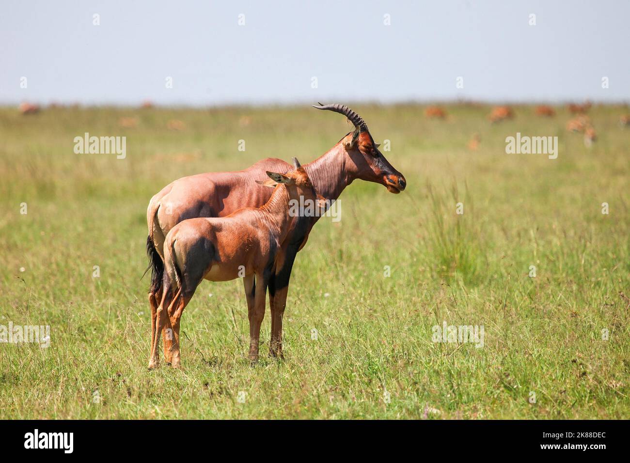 Antelopes topi or sassaby (Damaliscus lunatus jimela) in the Masai Mara ...