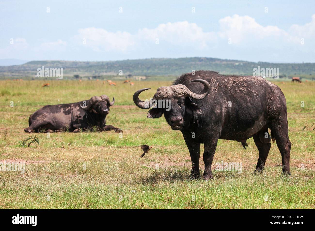 African buffaloes of Cape buffaloes (Syncerus caffer) in the Masai Mara ...