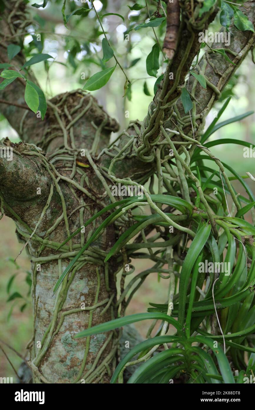 Orchid plants and roots wrapped around the trunk of a Chinese Banyan ...