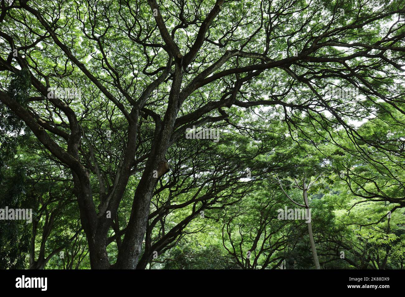 Monkey pod tree hi-res stock photography and images - Alamy
