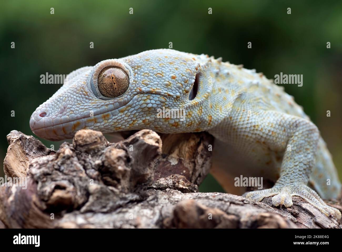 Close up photo of the tokay gecko (Gekko gecko Stock Photo - Alamy