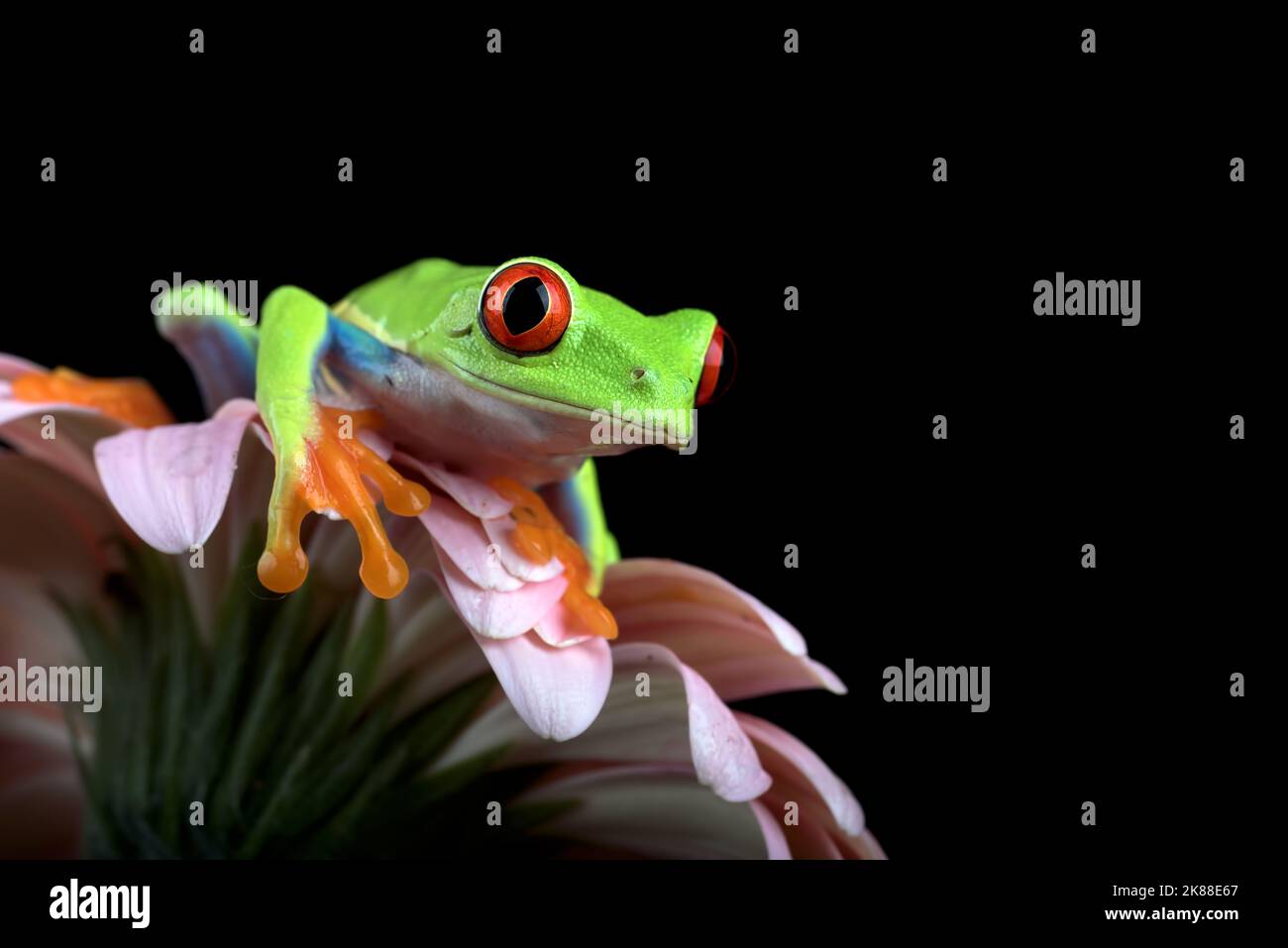 red-eyed tree frog on a flower Stock Photo - Alamy