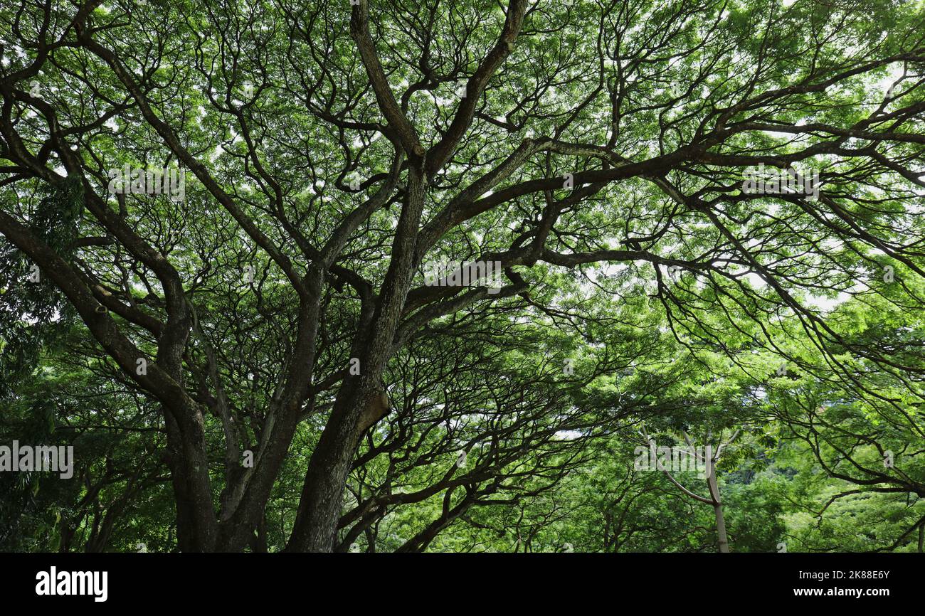 Monkey pod tree hi-res stock photography and images - Alamy