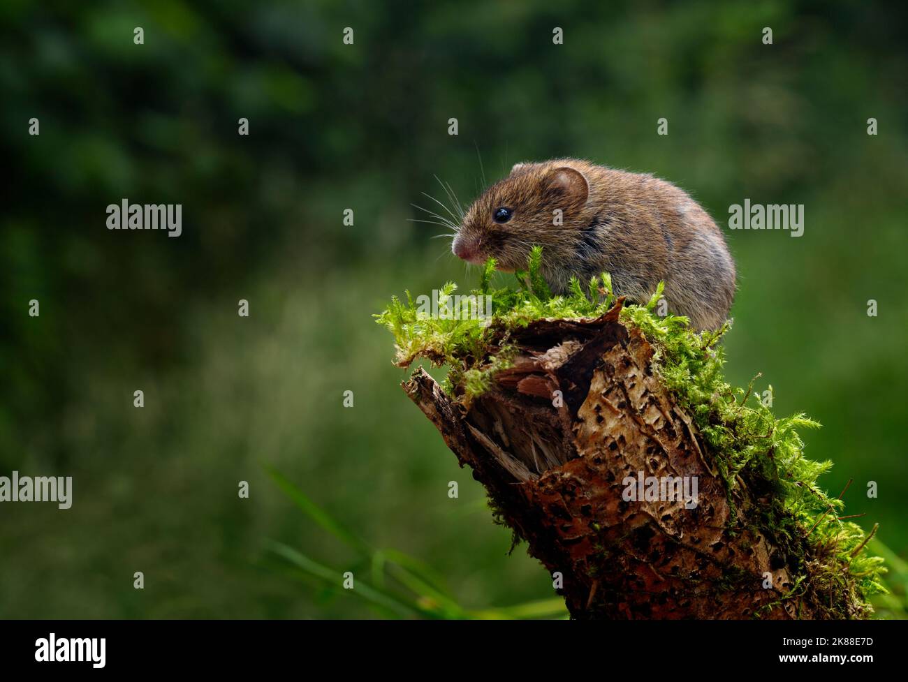 Bank vole Myodes glareolus UK Stock Photo - Alamy