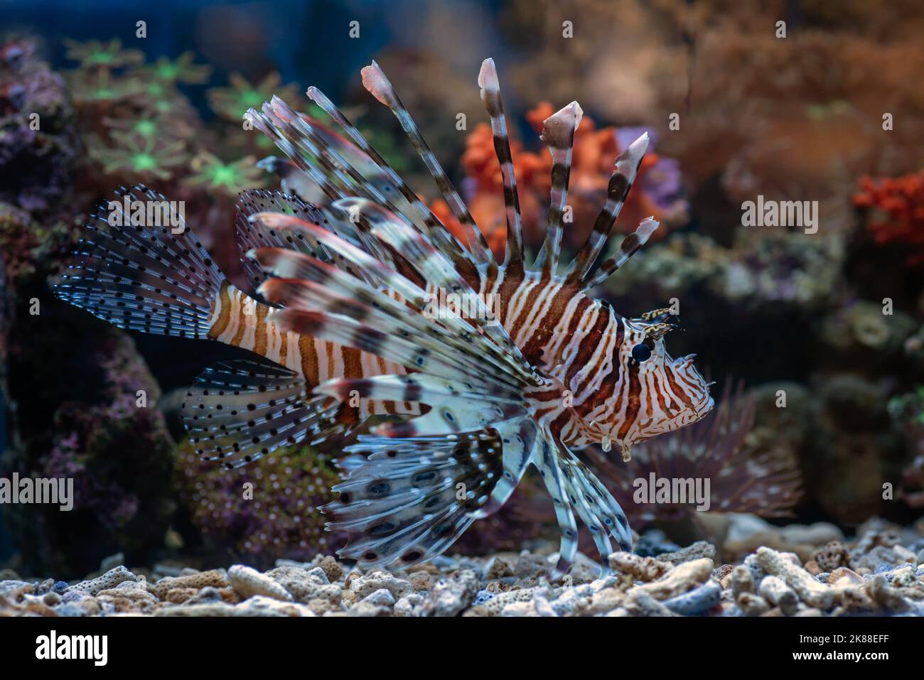 Lion fish with big fins Stock Photo - Alamy