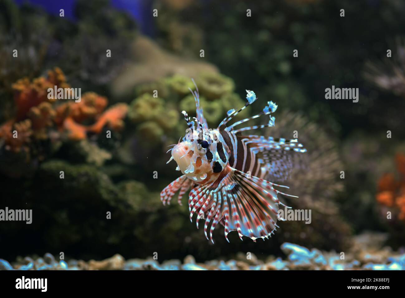 Lion fish with big fins Stock Photo - Alamy