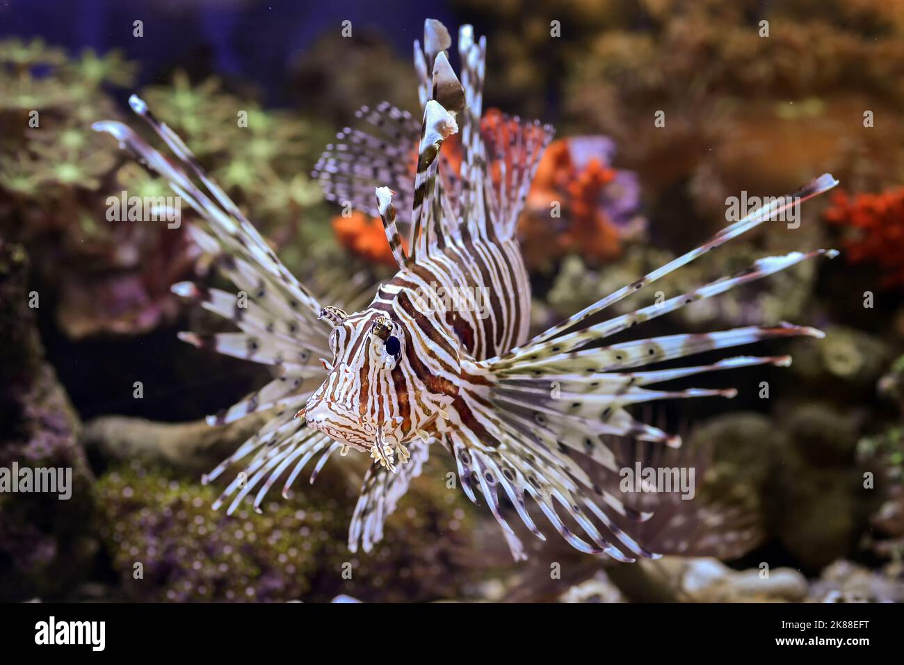 Lion fish with big fins Stock Photo - Alamy