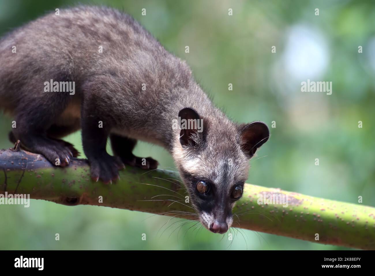 Close up photo of asian palm civet Stock Photo - Alamy