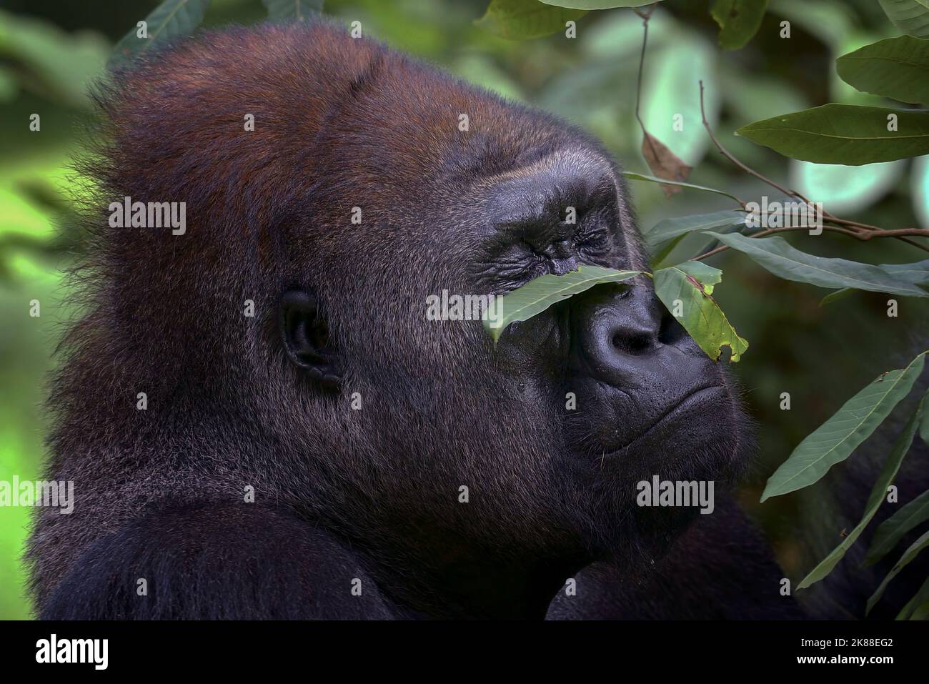 Lowland silverback gorilla in the forest Stock Photo - Alamy