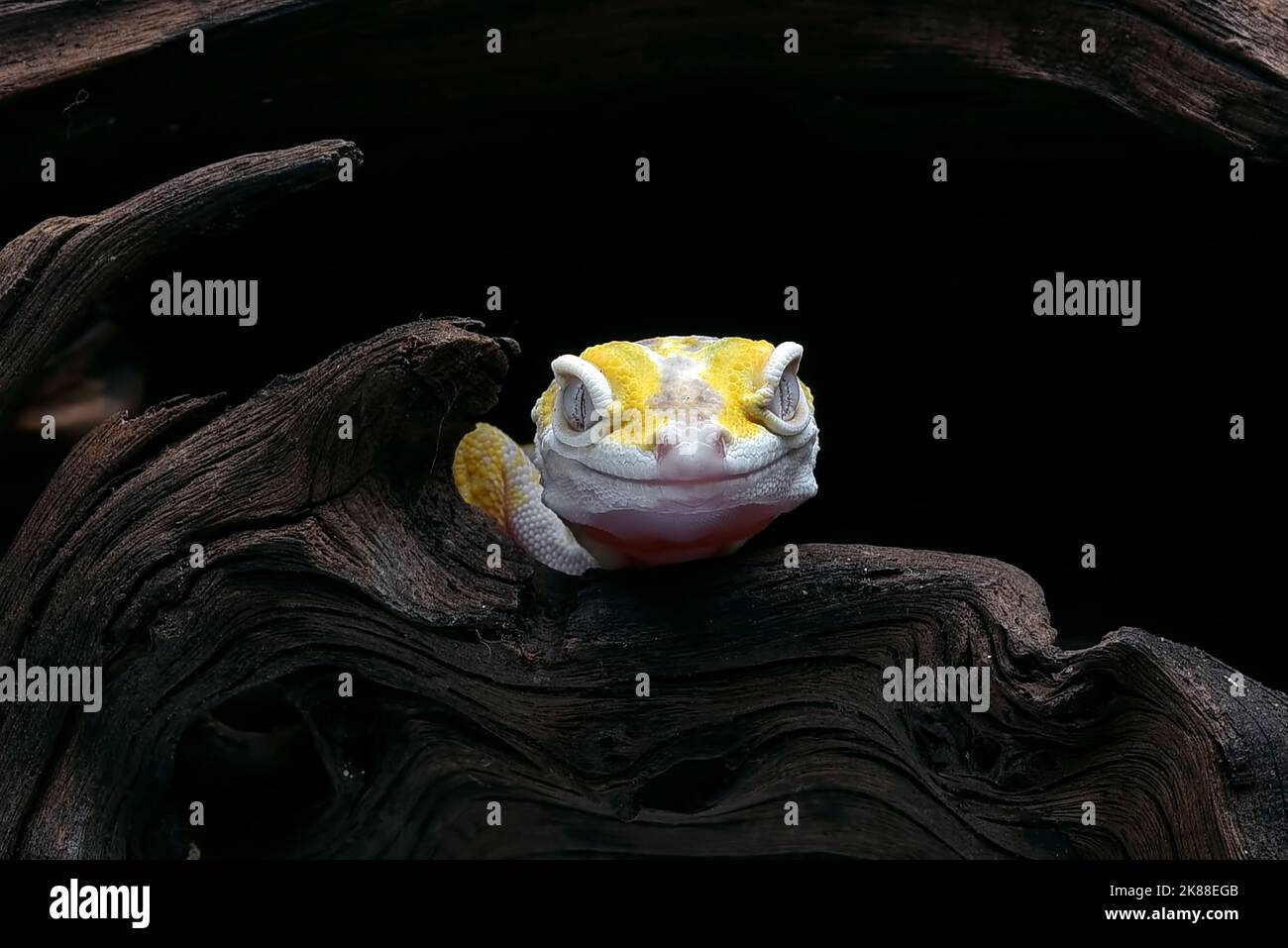 Close-up photo of a leopard gecko Stock Photo - Alamy