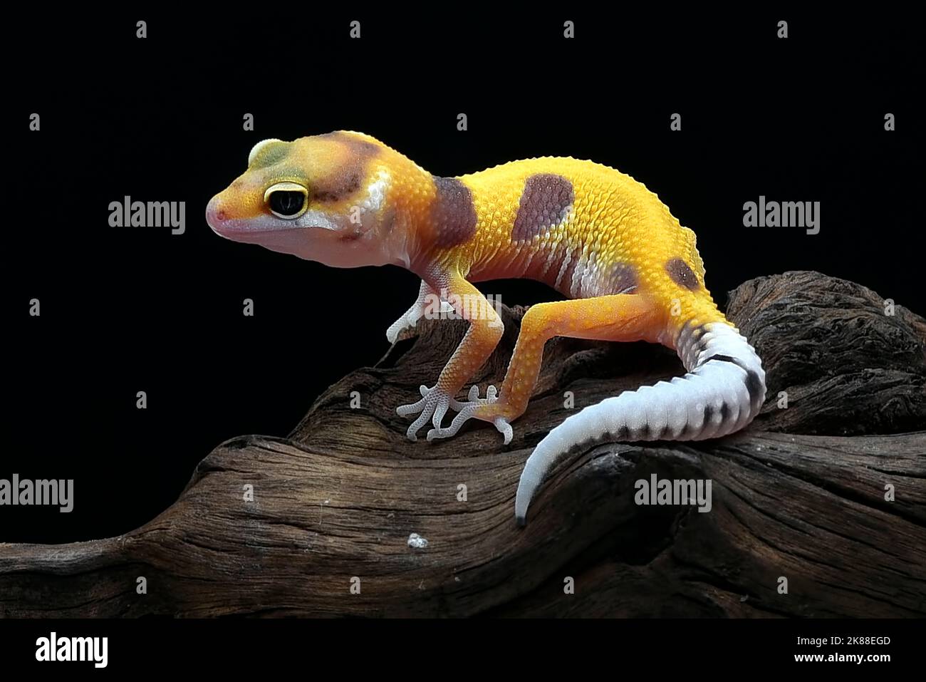 Black leopard claw hi-res stock photography and images - Alamy