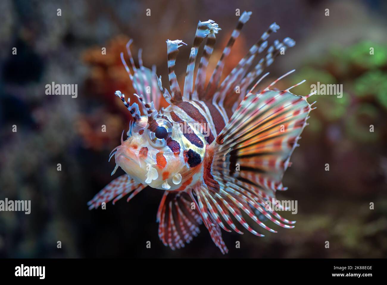 Lion fish with big fins Stock Photo - Alamy