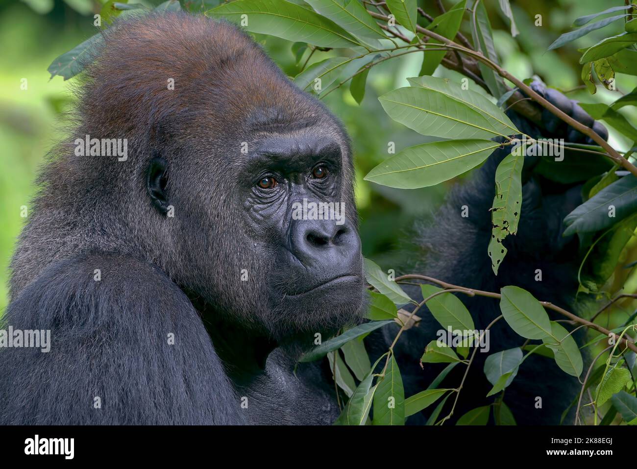 Lowland silverback gorilla in the forest Stock Photo - Alamy