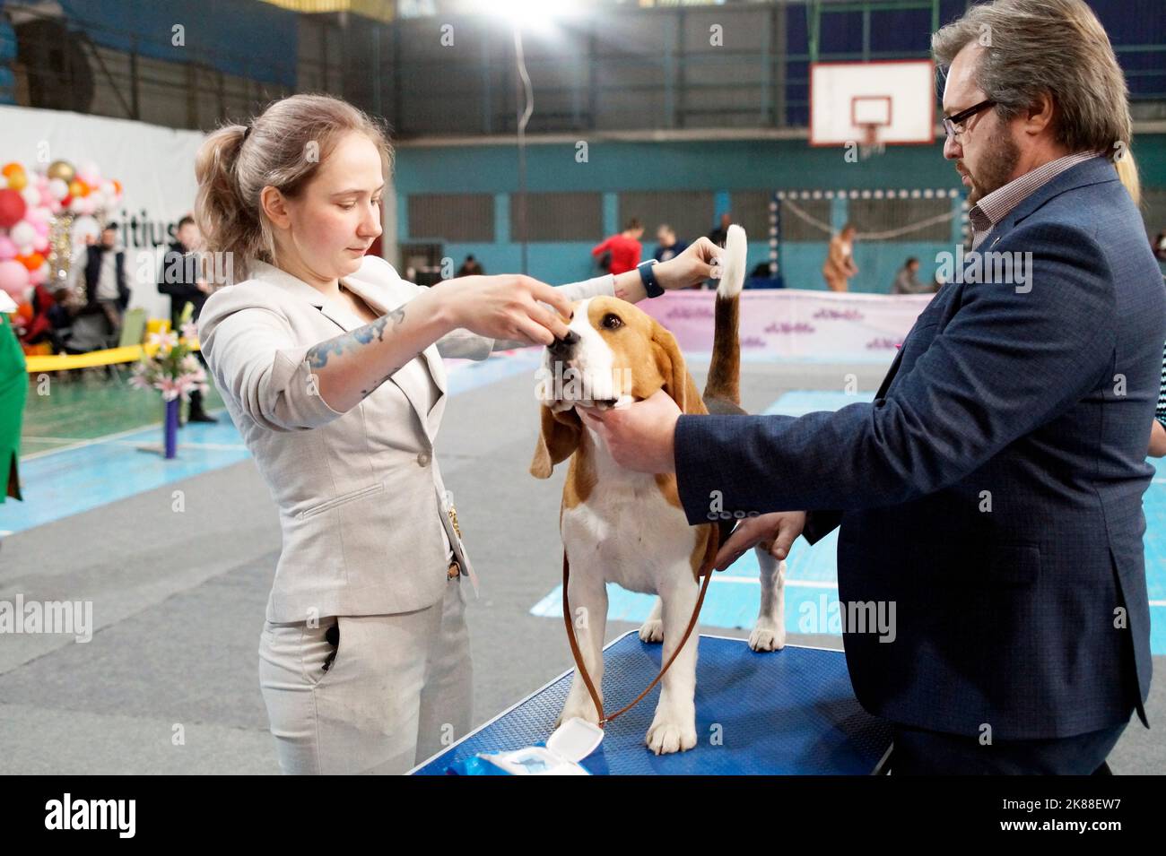 A female handler with a beagle dog at the exhibition Stock Photo - Alamy