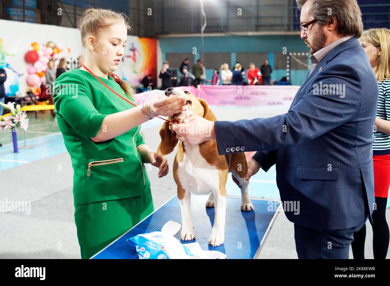 A female handler with a beagle dog at the exhibition Stock Photo - Alamy