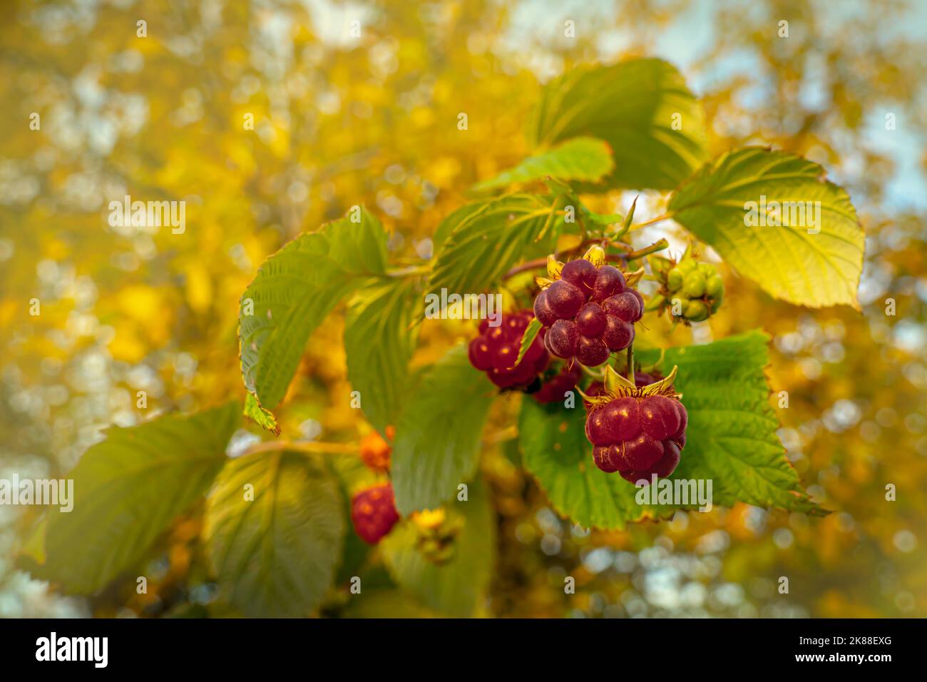Mature growth raspberries hi-res stock photography and images - Alamy