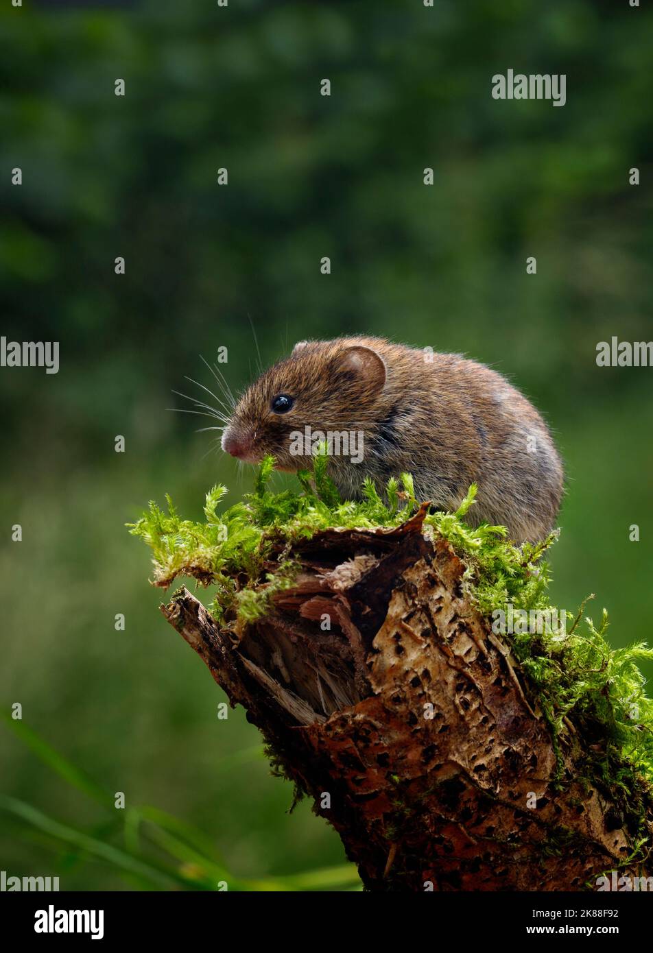 Bank vole Myodes glareolus UK Stock Photo - Alamy