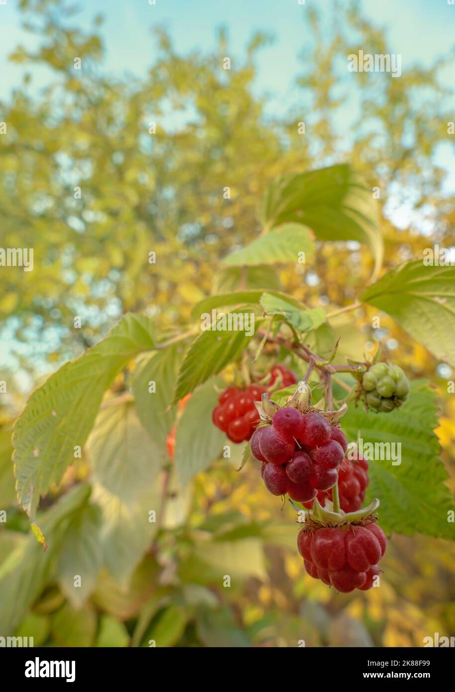 Mature growth raspberries hi-res stock photography and images - Alamy