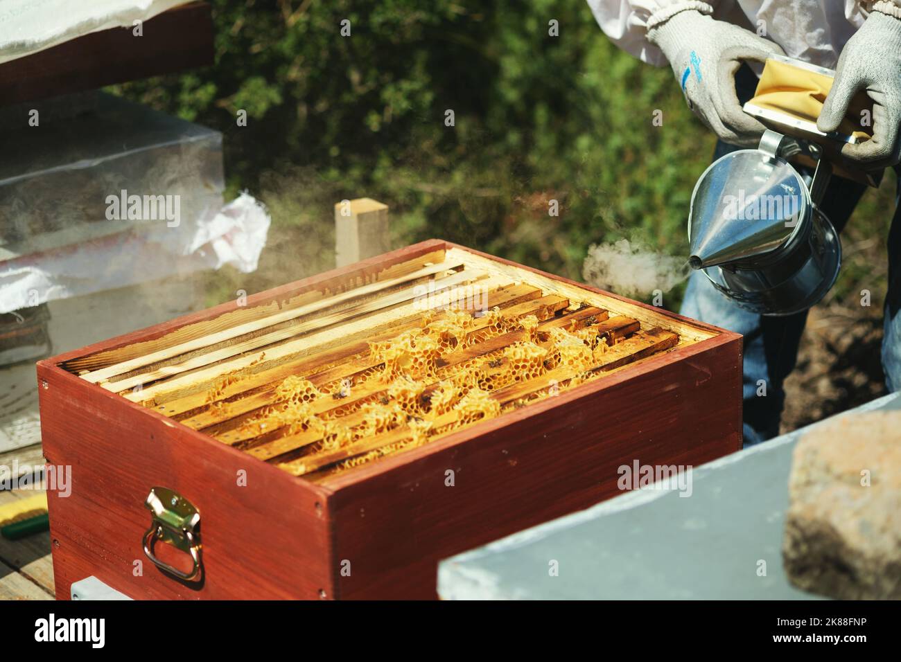 Beekeeper using the bee bellows on the bee box Stock Photo - Alamy Beekeeper using the bee bellows on the bee box Stock Photo - Alamy