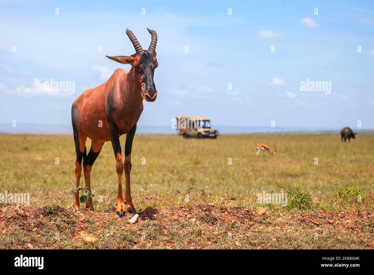 Antelope topi or sassaby (Damaliscus lunatus jimela) in the Masai Mara ...