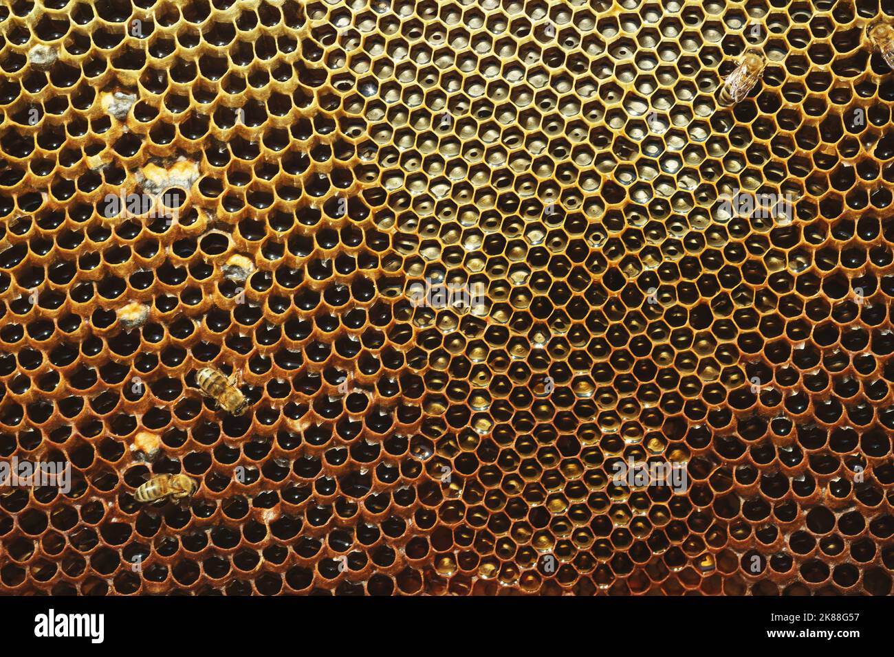 Close up shot of Honeycomb background texture with some bees and baby ...