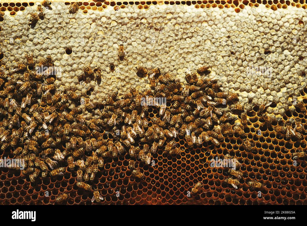 Lot bees close up texture hi-res stock photography and images - Alamy