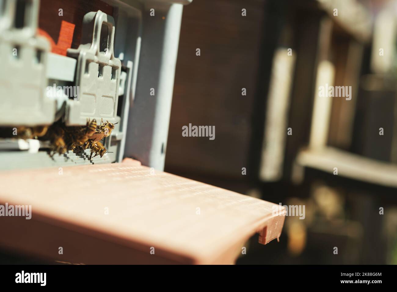 Close up shot of a gate of a bee box Stock Photo - Alamy
