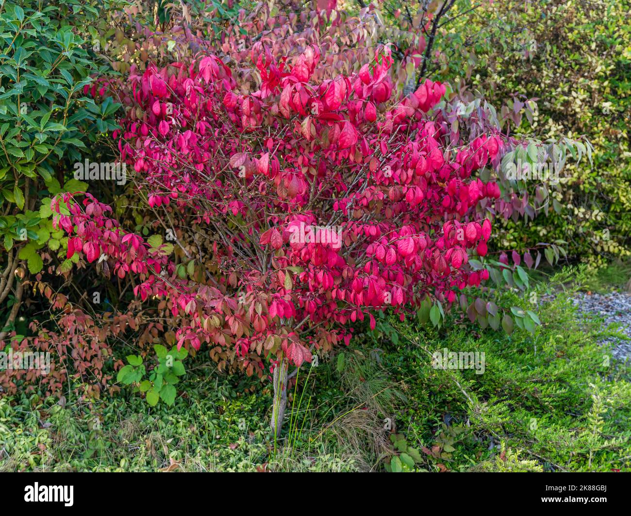 Brilliant red leaves on a tree at South Seattle College in autumn Stock ...