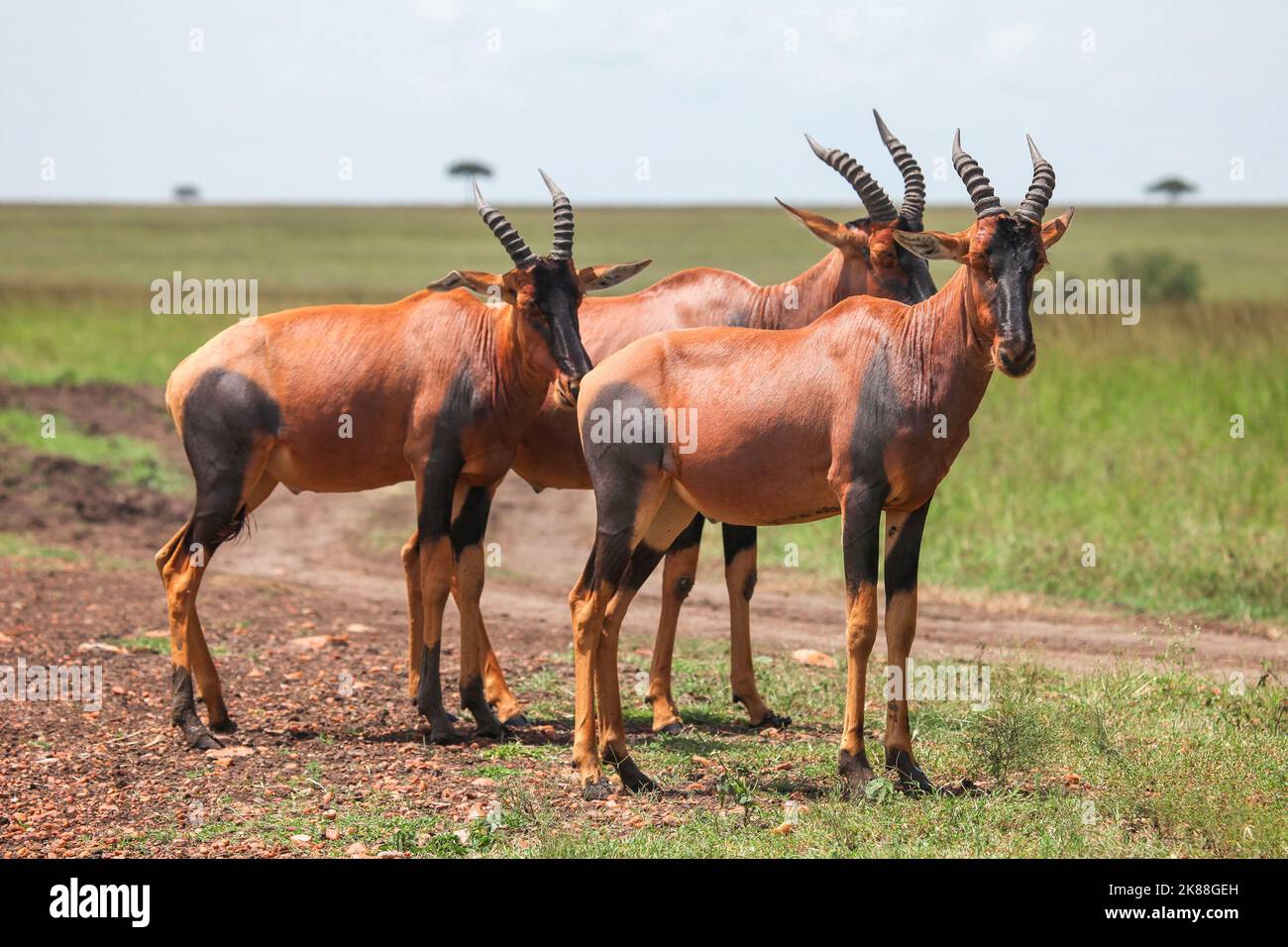 Antelopes topi or sassaby (Damaliscus lunatus jimela) in the Masai Mara ...