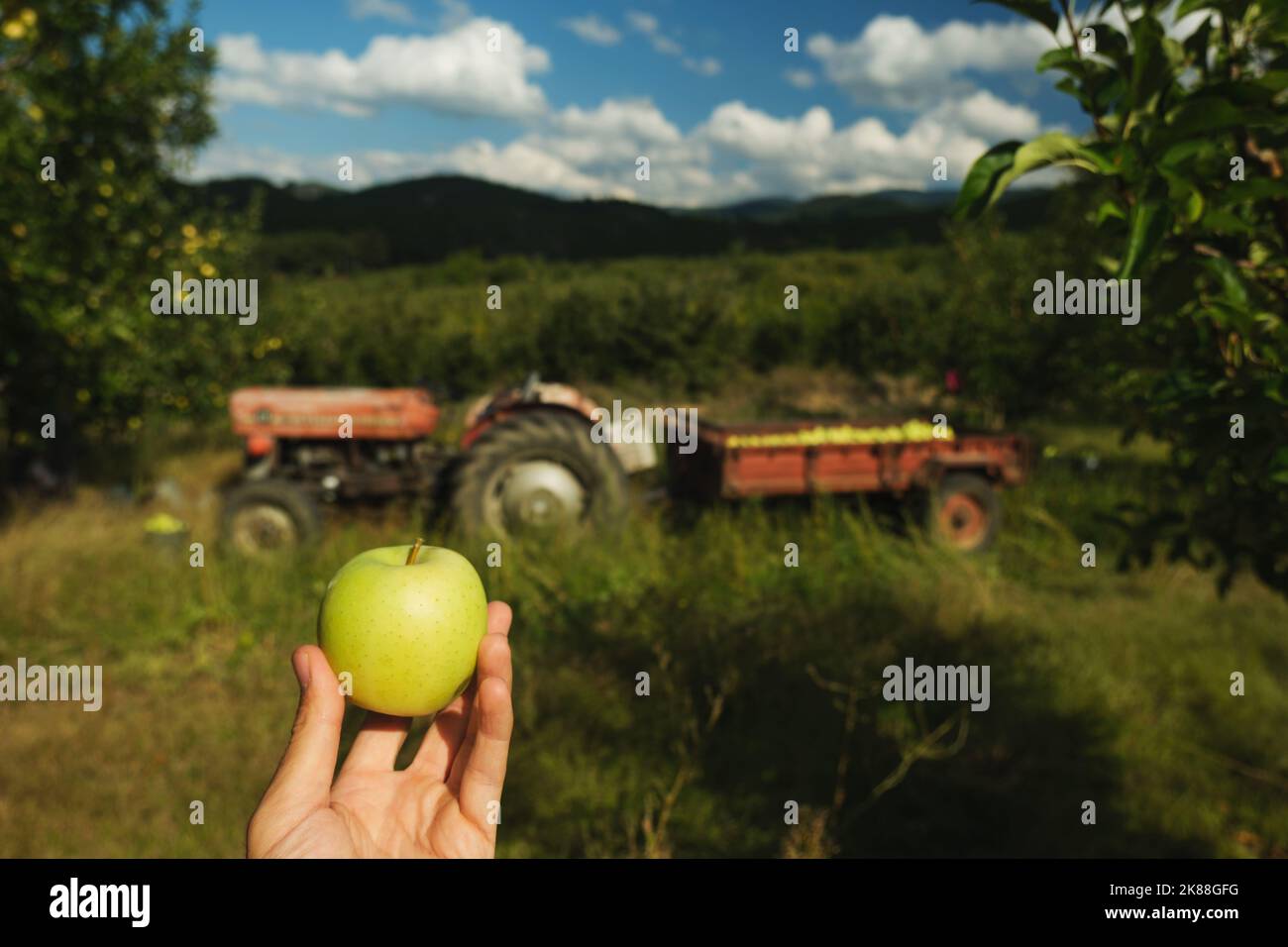 Hand holding a green apple in the apple orchard and a tractor on the ...