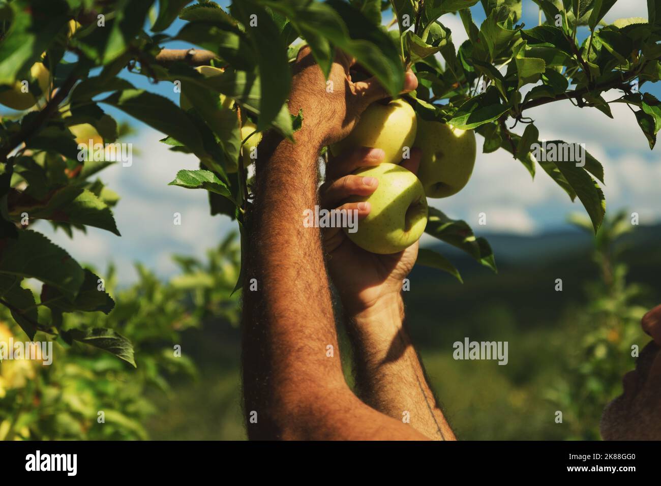 A middle eastern man collecting green apples from a tree in an apple ...