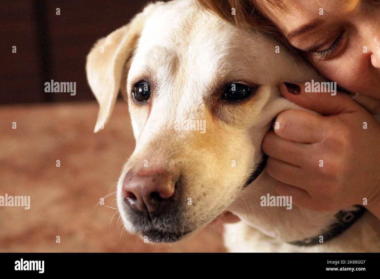 A woman hugs a Labrador. Pets Stock Photo - Alamy