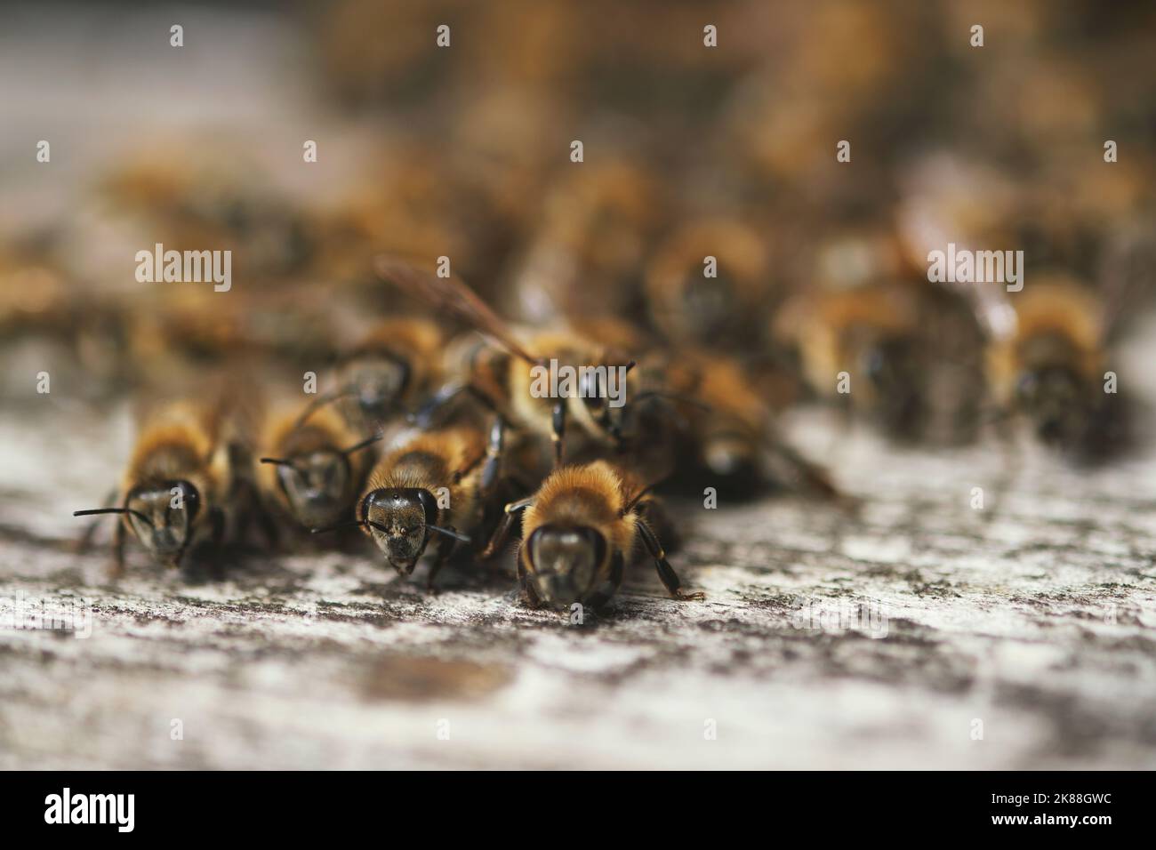 Close up shot of lots of bees on a gate of bee box Stock Photo - Alamy