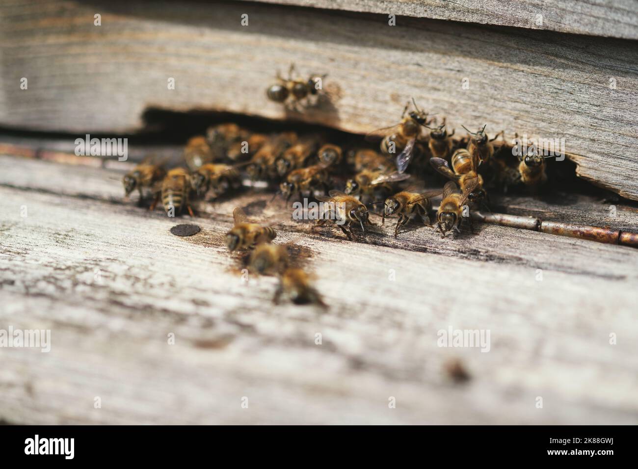 Close up shot of lots of bees on a gate of bee box Stock Photo - Alamy