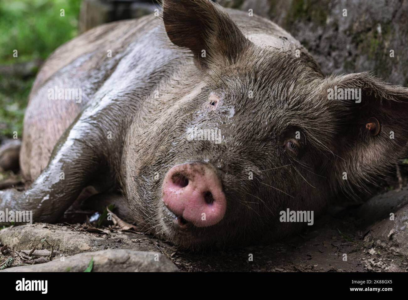 detailed view of the pink nose of a Sus scrofa domesticus, pregnant sow ...