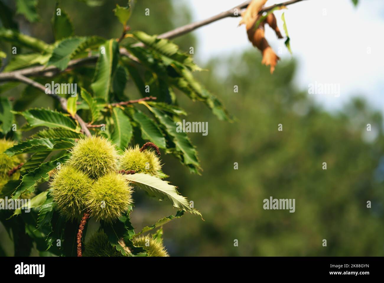 Close up shot of chestnuts on a chestnut tree Stock Photo - Alamy