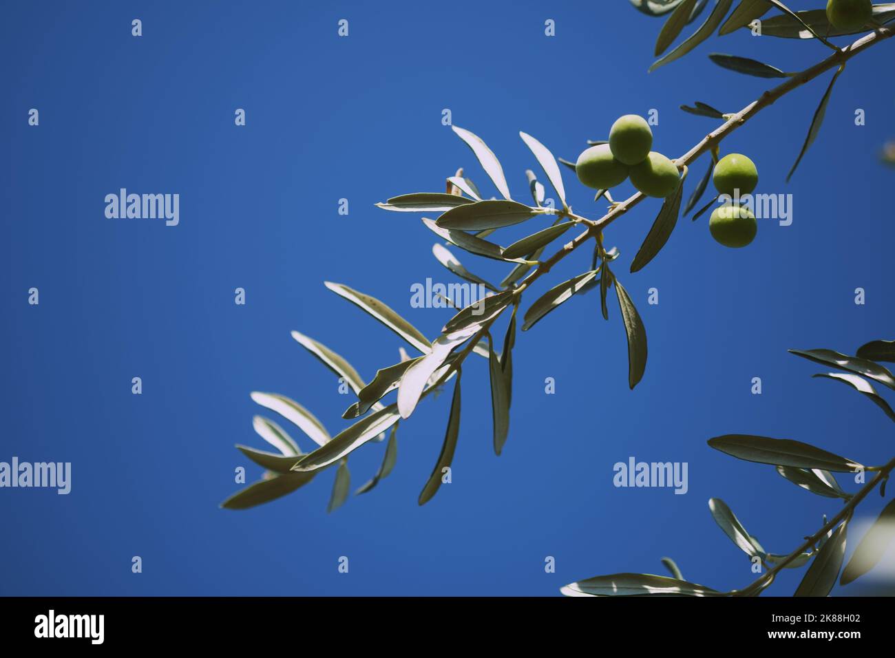 Fruit of the olive tree hi-res stock photography and images - Alamy