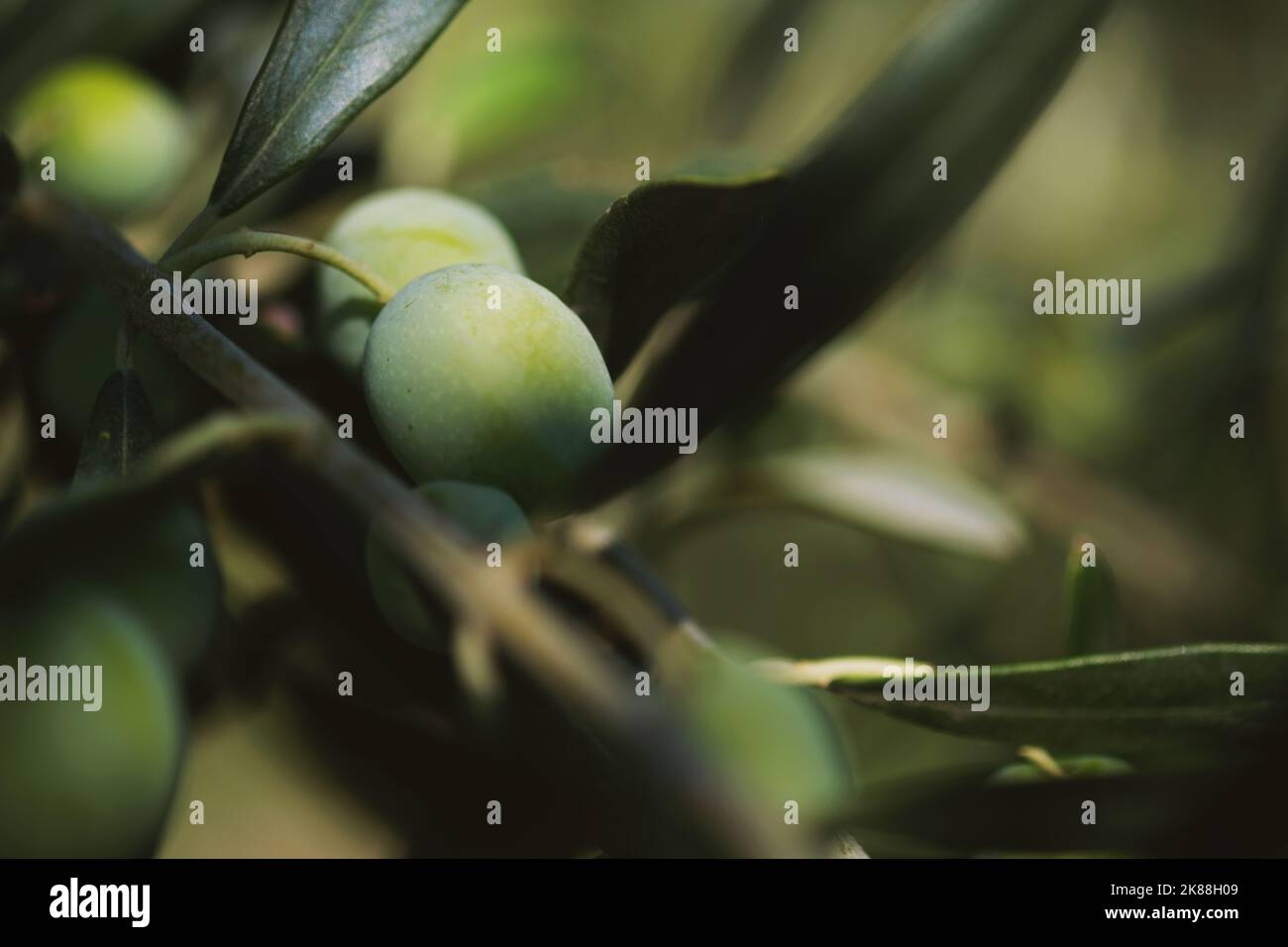 Fruit of the olive tree hi-res stock photography and images - Alamy