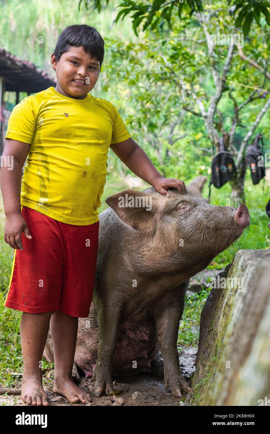 full shot of a brown Latino peasant boy standing next to a pregnant sow ...