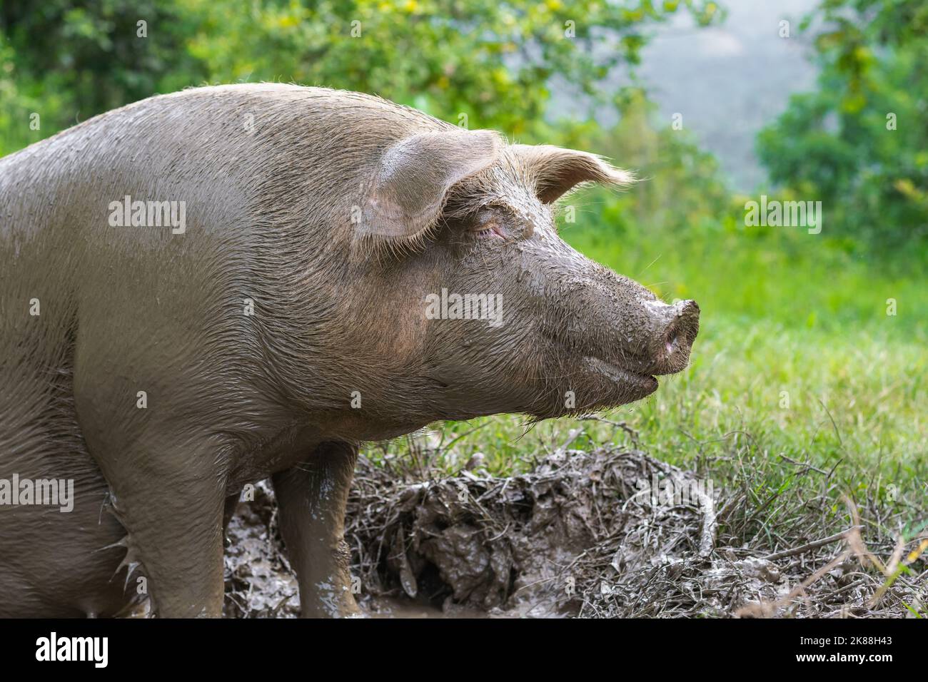 close-up of a Sus scrofa domestica, sow or Marrana, sitting on a mud ...